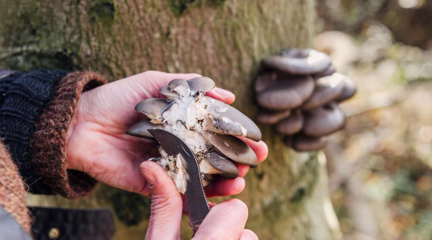 Mushroom Foraging in Canada: A Beginner’s Guide – Forage Hyperfoods