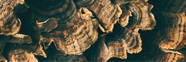 How We Source Our Mushrooms | Forage Hyperfoods